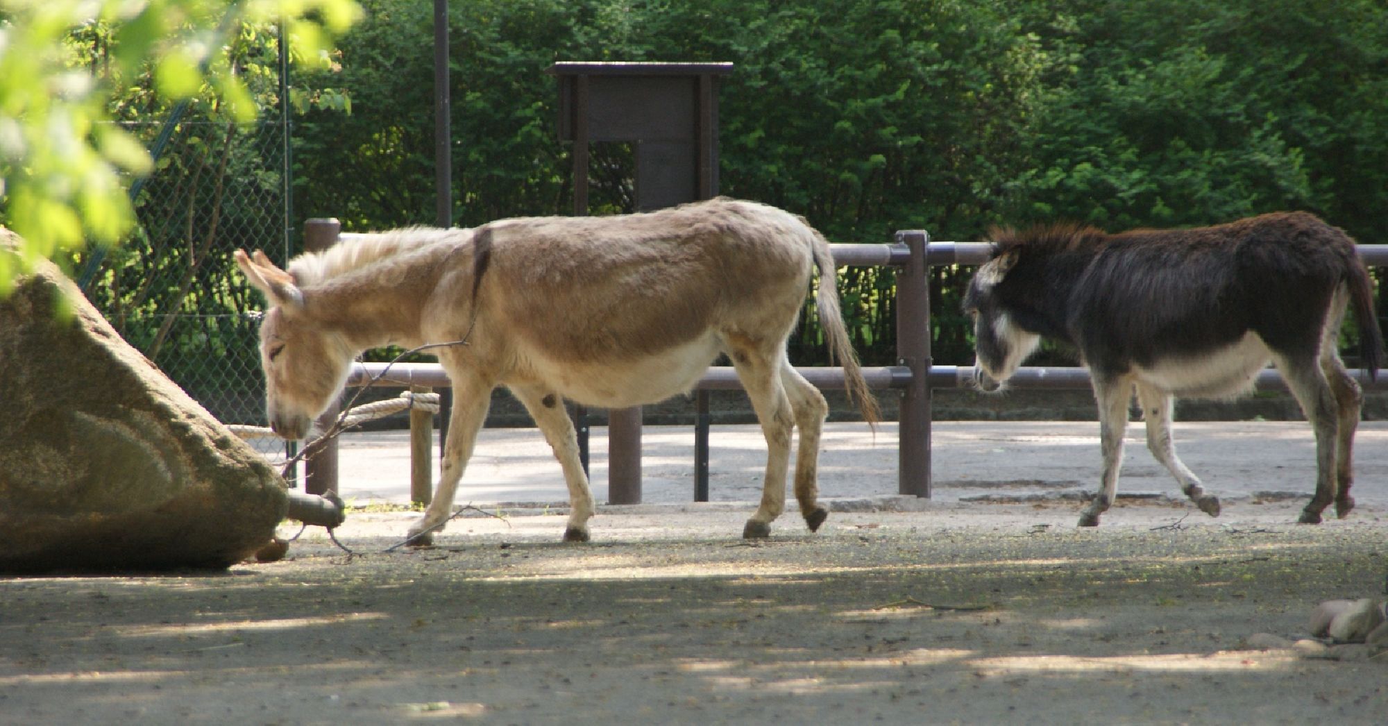 Freizeitspaß im Zoo Dresden