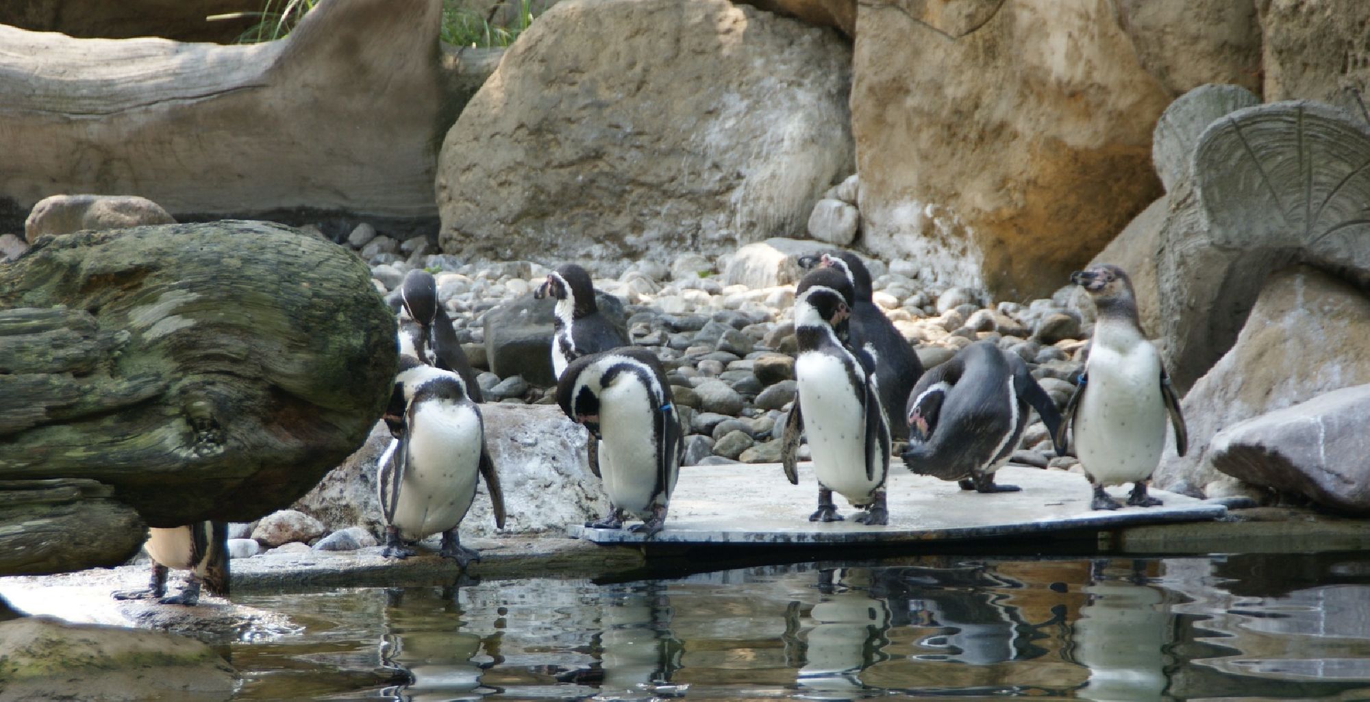 Freizeitspaß im Zoo Dresden