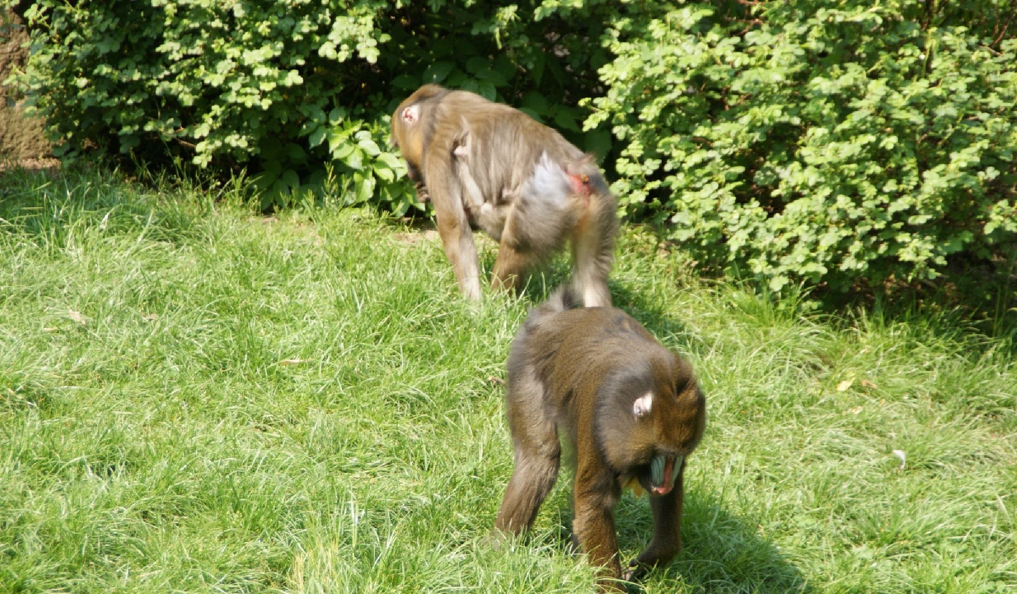 Freizeitspaß im Zoo Dresden